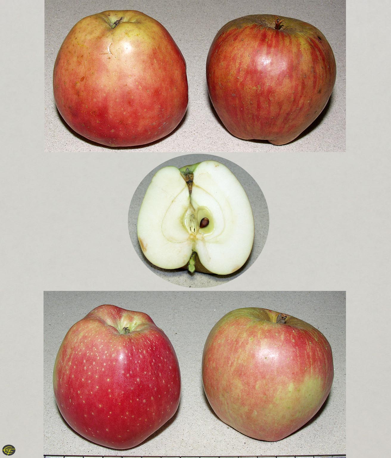 Detail - Kompetenzzentrum Obstbau-Bodensee