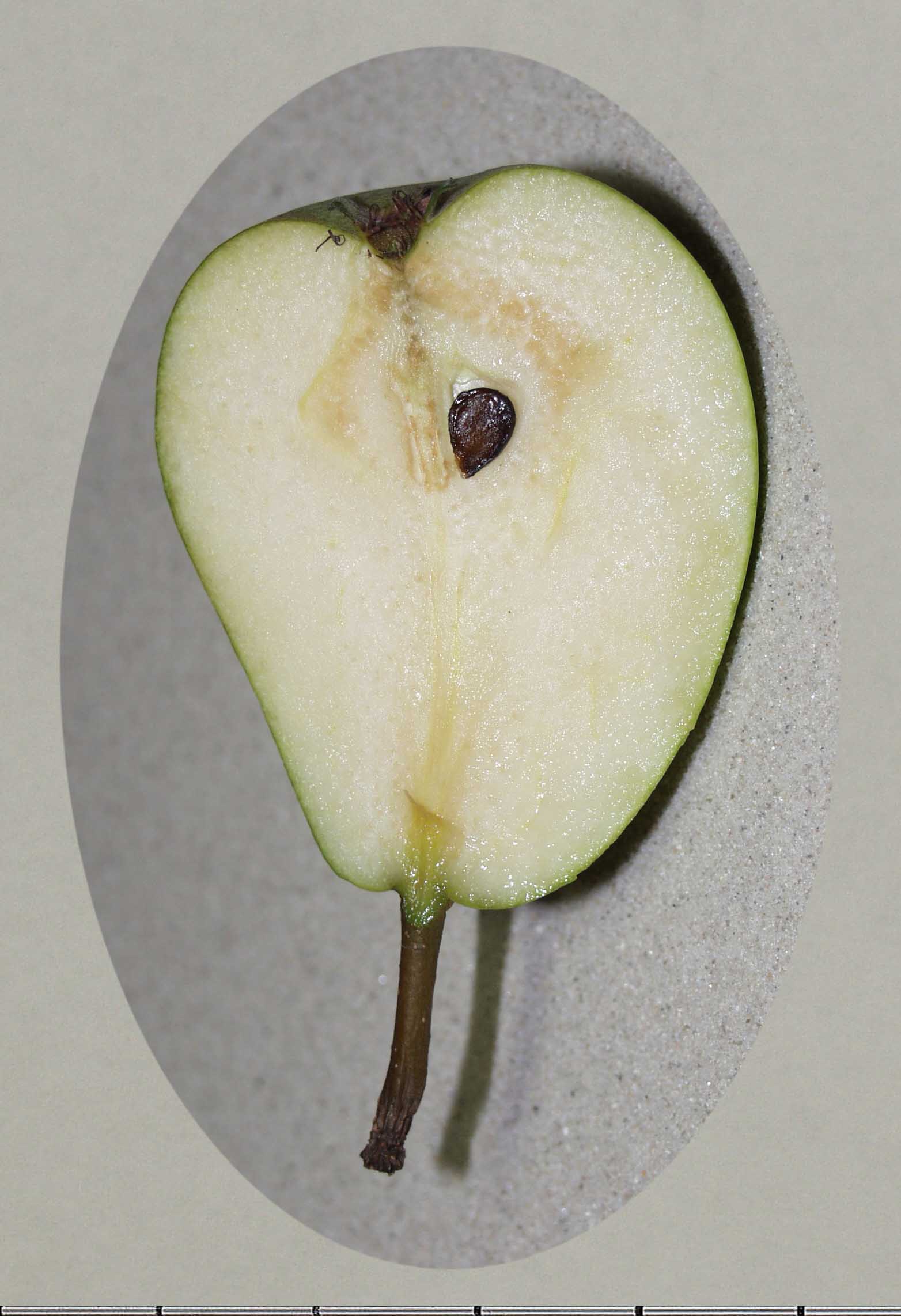 Detail - Kompetenzzentrum Obstbau-Bodensee